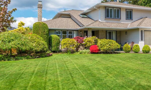 Safeguarding Your Landscape: Expert Tree Services in North Shore ...